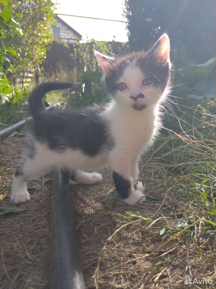 Кошка