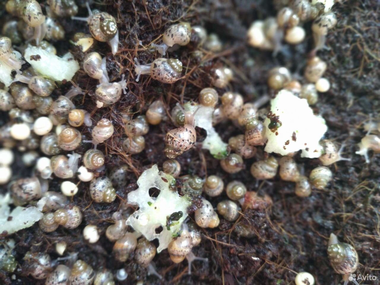 Улитки Ахатины маленькие