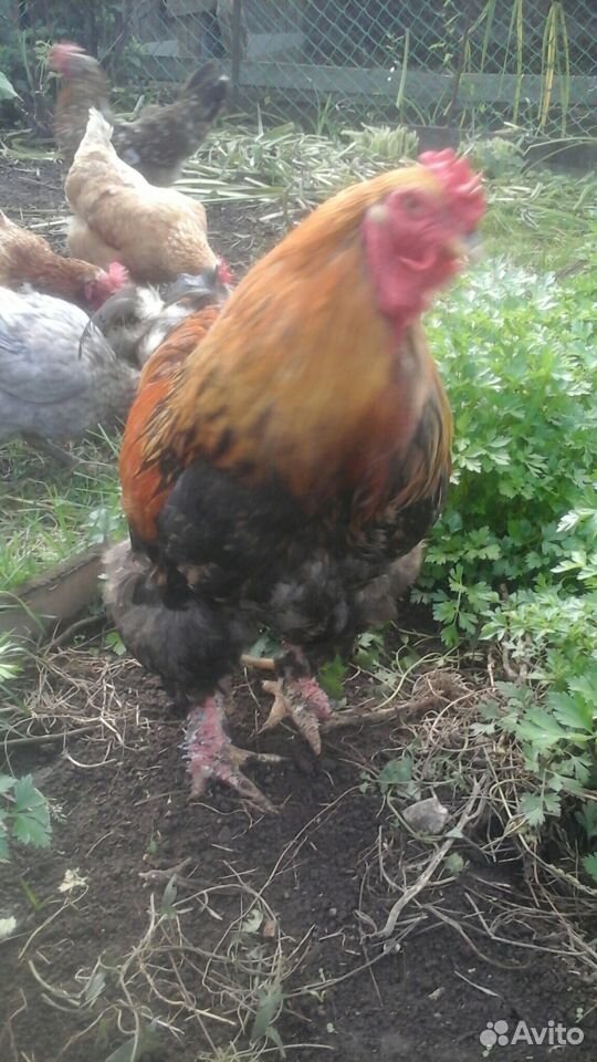 Курицы и петухи