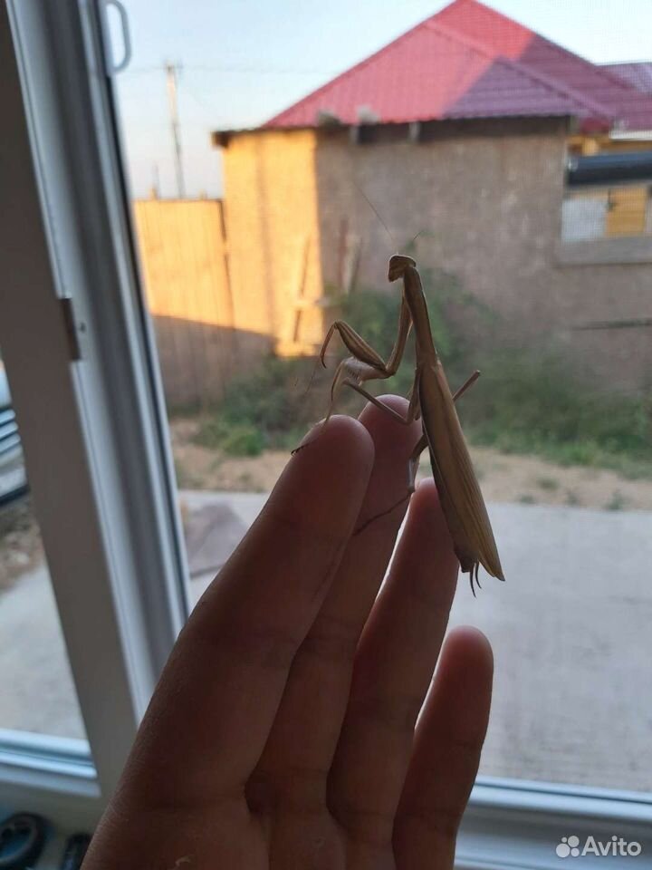 Богомолы (Древесные, Крымские, Пятнистокрылые, Зак