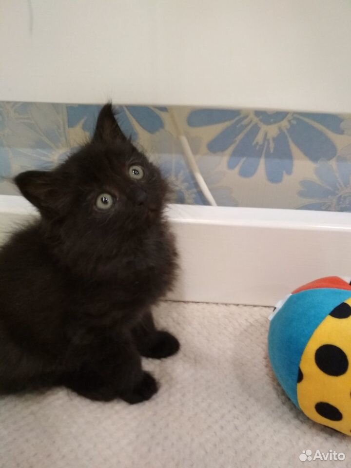 Нафаня ищет дом