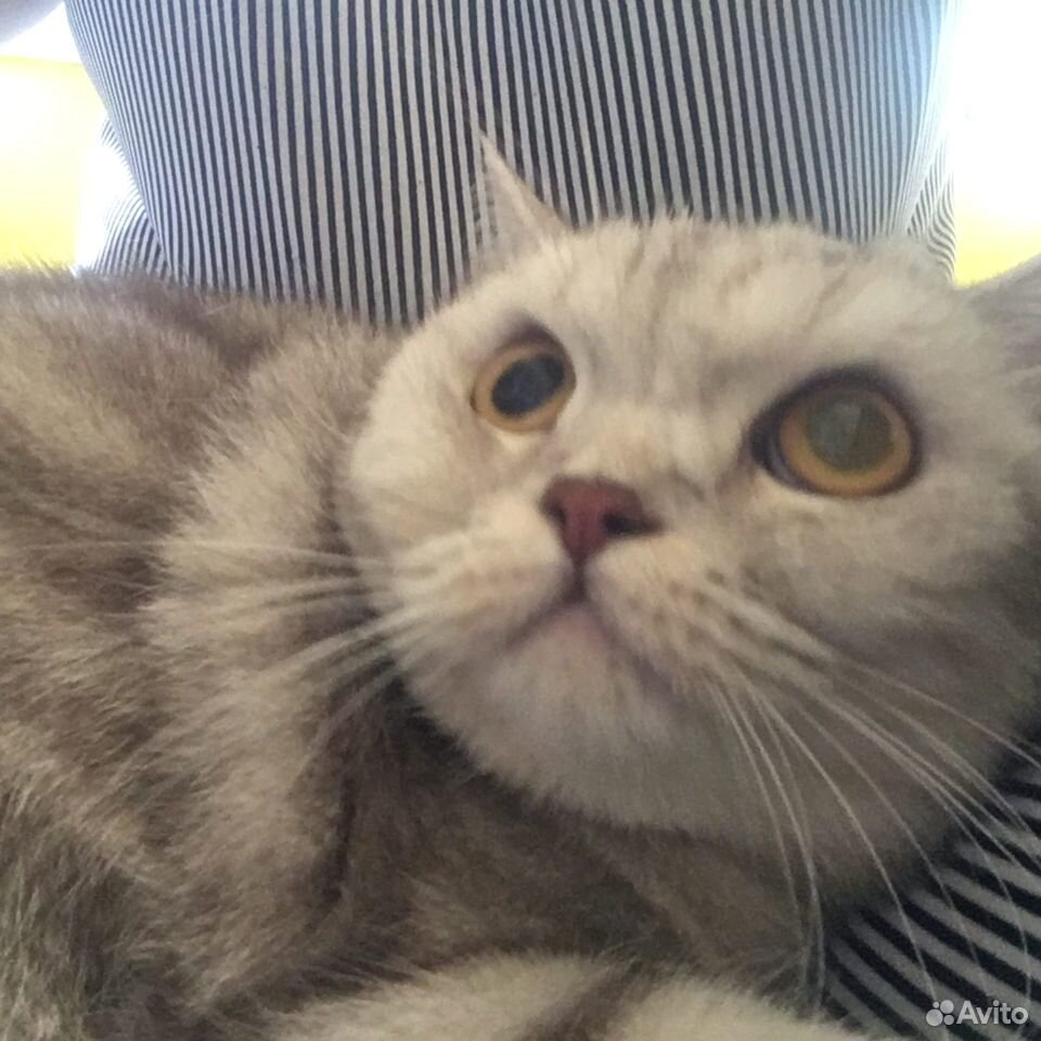 Кошечка скотиш страйт в добрые руки