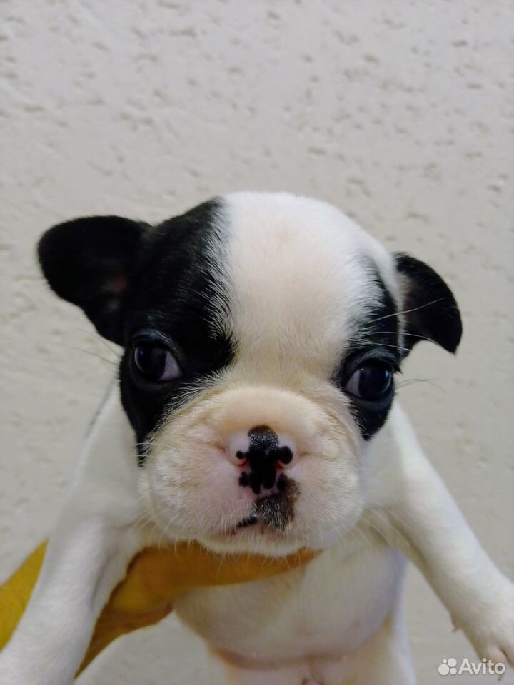 Французский бульдог