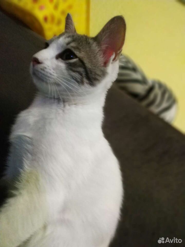 Кошка-мышеловка