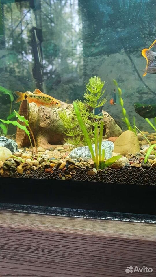 Аквариумные рыбки