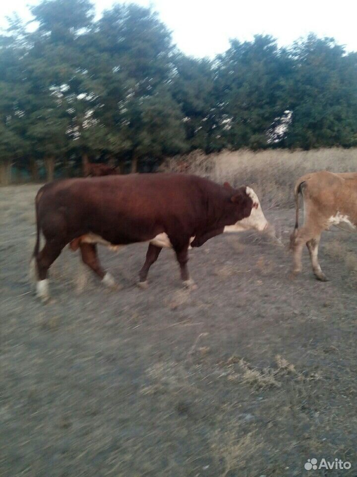 Бык производитель