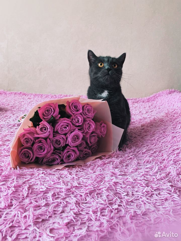 Красивая и умная кошка ищет жениха