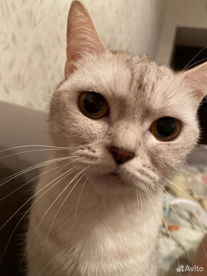 Кошка с котёнком