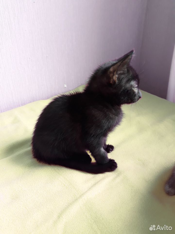 Котенок-мальчик 3 мес в хорошие руки