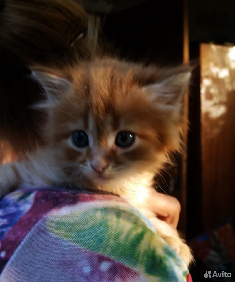 Солнечный Лёвик ищет семью