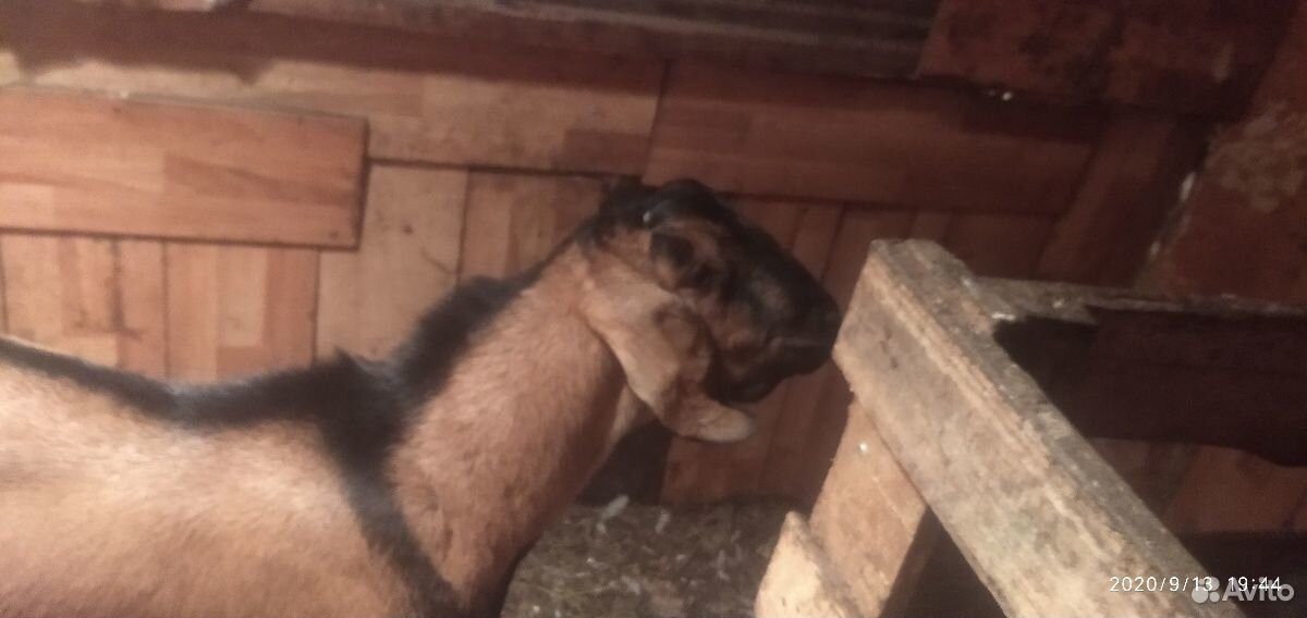 Козел на покрытие