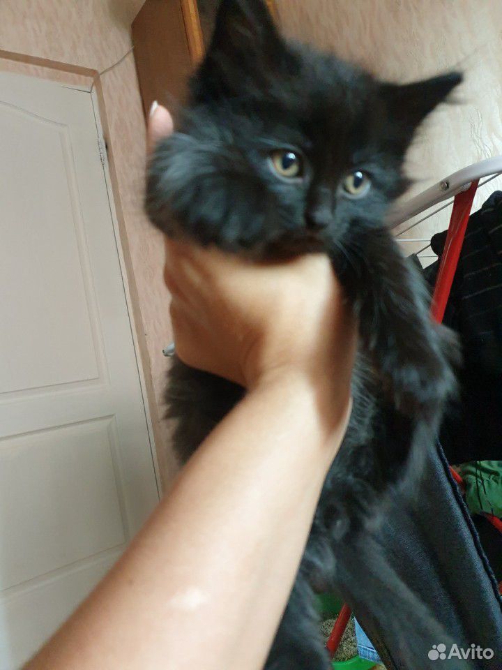 Сибирские котята