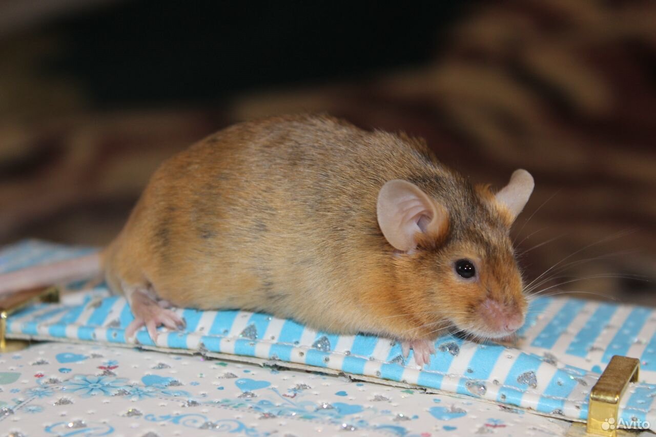 Декоративные мышки с родословной