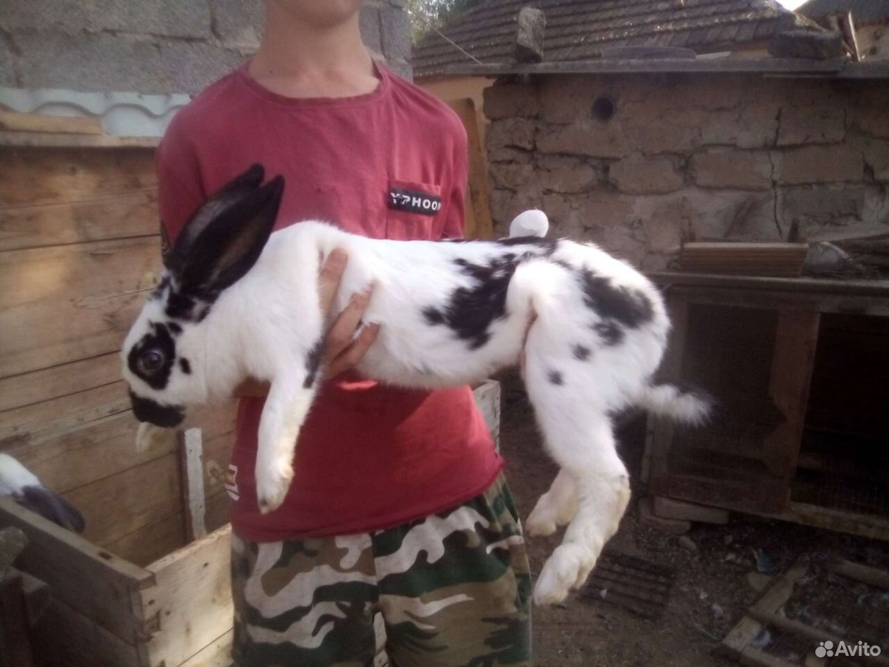 Кролики породы бабочки