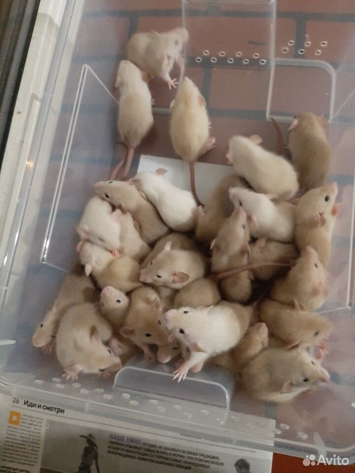 Крысята Дамбо оптом