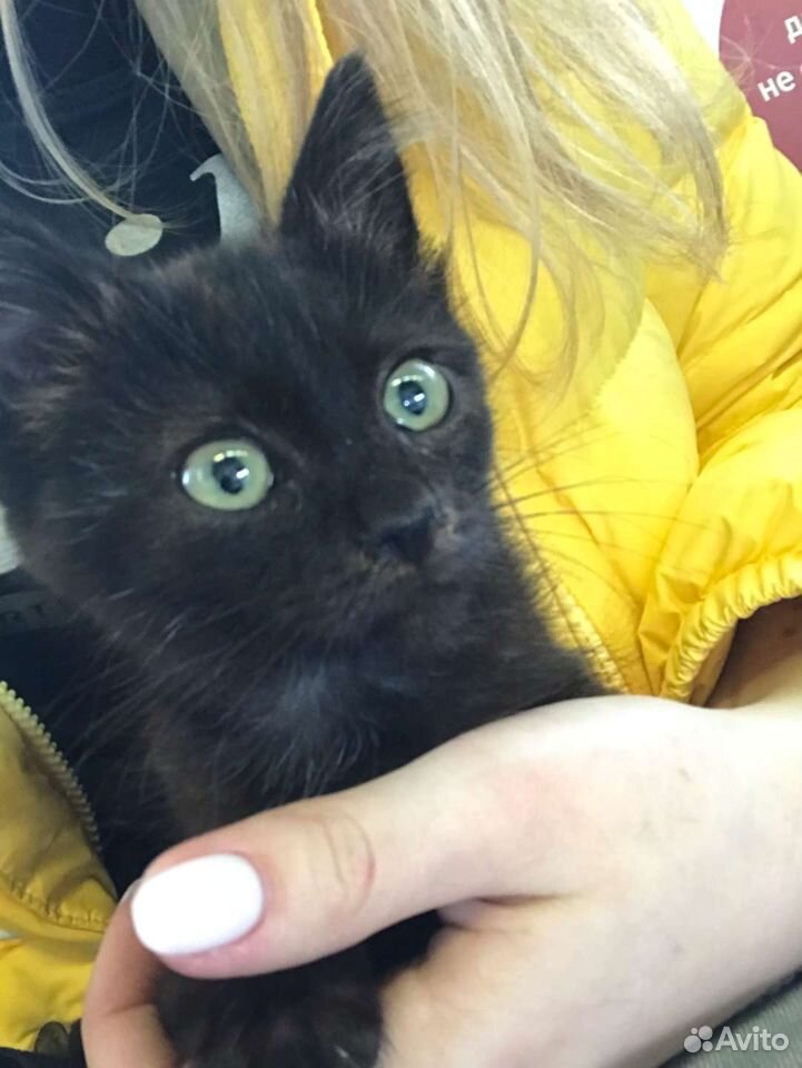 Котенок шоколадного цвета, девочка 2 месяца