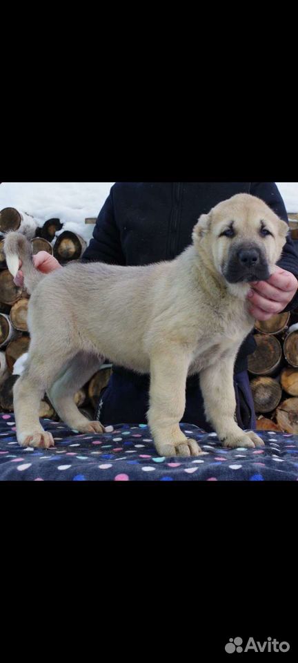 Турецкий мастиф