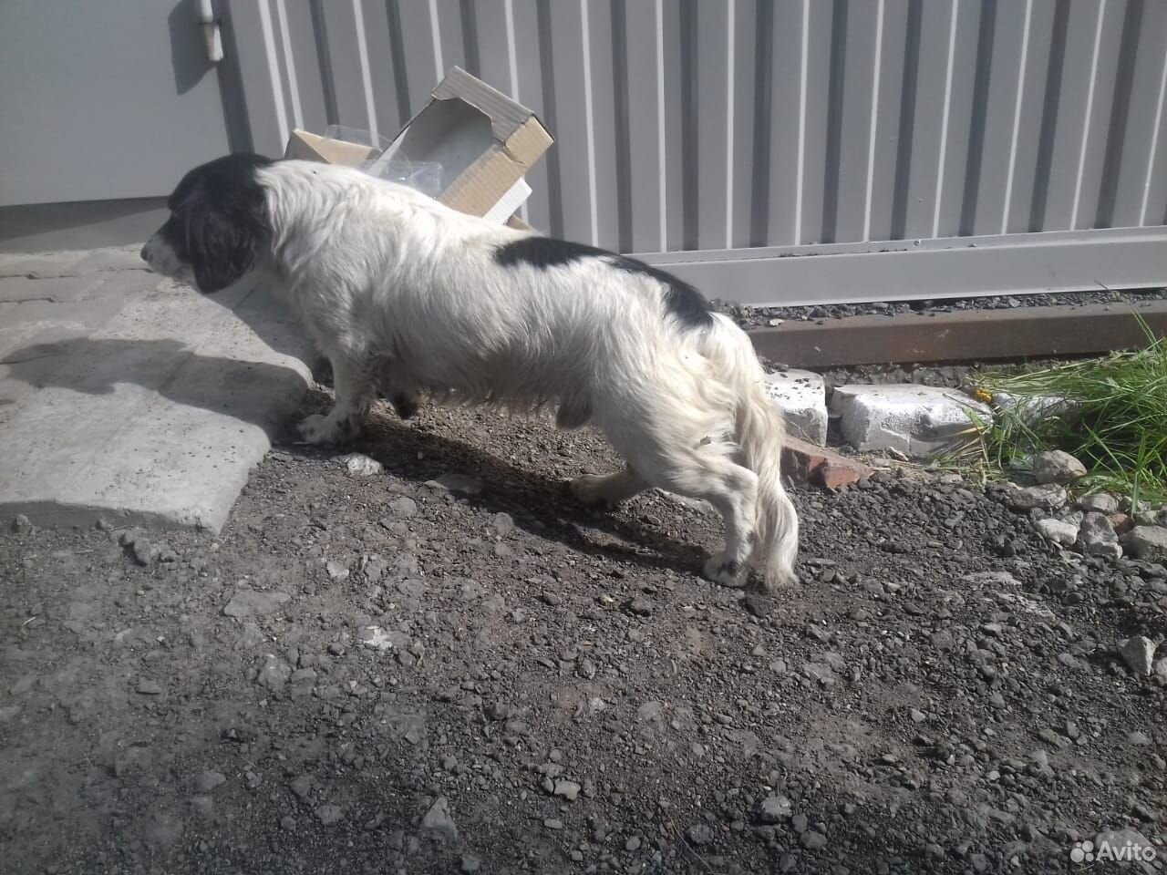 Маленькая собачка