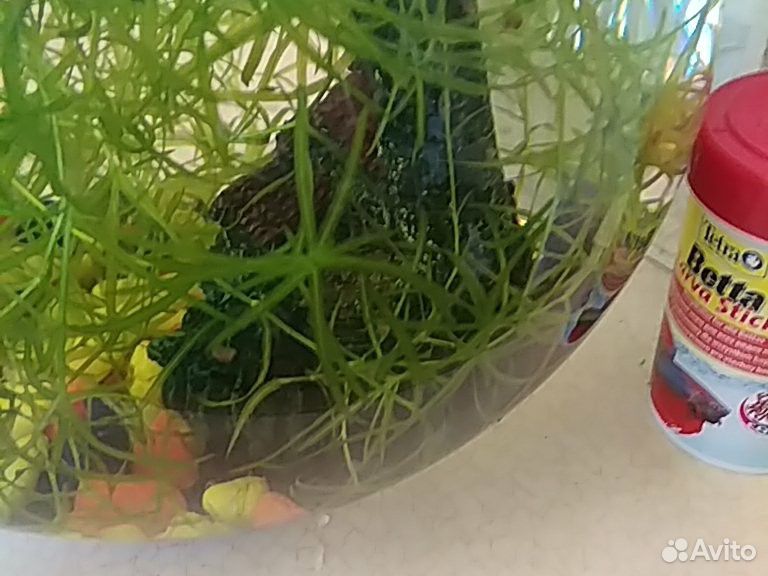 Улитки в аквариум (катушки)