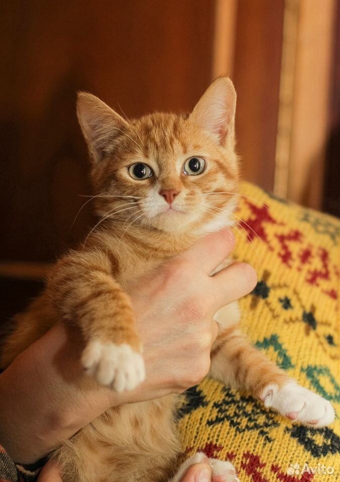 Котенок Амур, 2.5мес. Ласковый мурлыка
