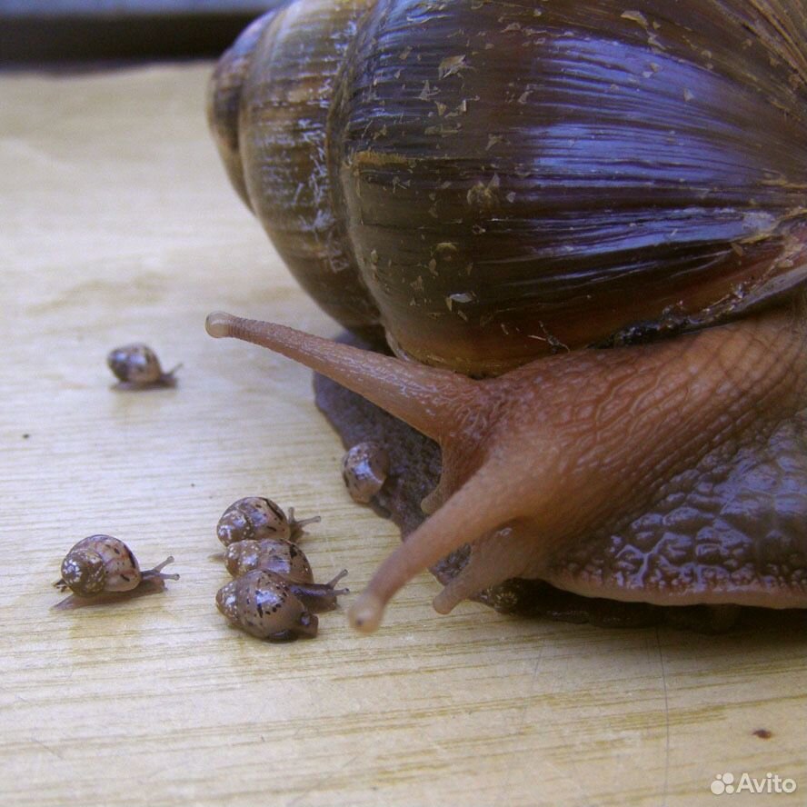 Ахатинские улитки разных размеров