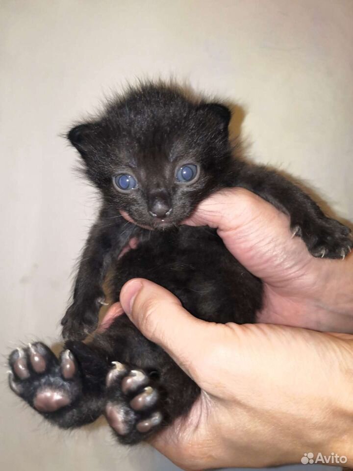 Котенок-черныш 1 месяц ищет дом