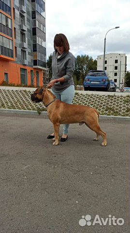 Вязка Бульмастива