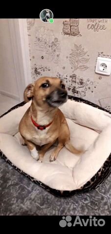 Миниатюрная Бонечка ищет семью