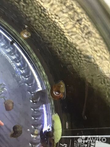 Улитки катушки