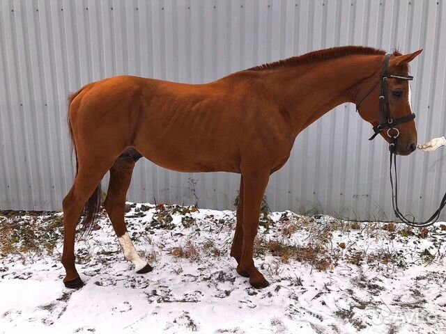 Жеребец Донской