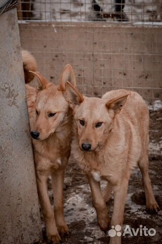 Щенки подростки в добрые руки