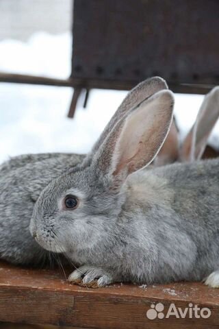 Кролик Великан