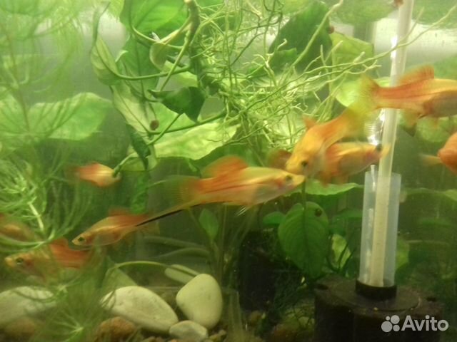 Ананасовый Меченосец