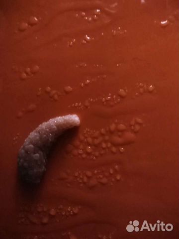 Икра ампулярии