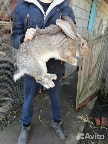 Кролик фландер