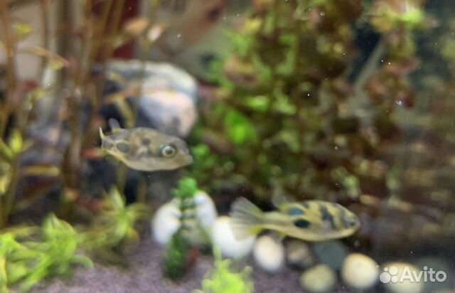 Тетрадон карликовый