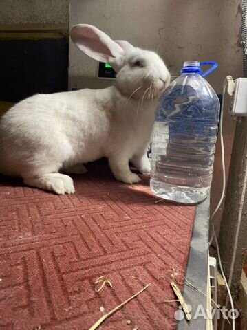 Кролики фландр и ризен