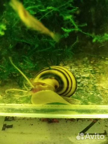 Спикси-аквариумные эльфы