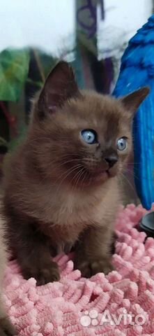 Бурманские котята