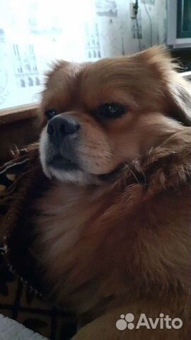 Пекинес вязка