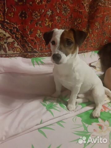 Джек Рассел терьер ищет принцессу)