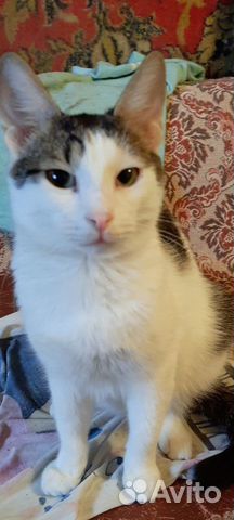 Котик в добрые руки