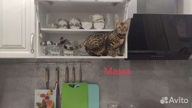 Бенгальские котята