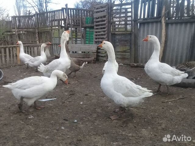 Гуси яйцо