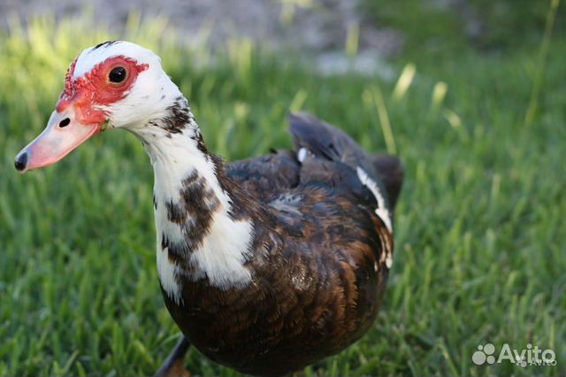 Продаются Инда утка (Шептуны)