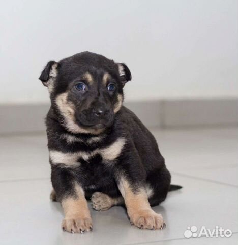 Щенки девочки, 1 месяц