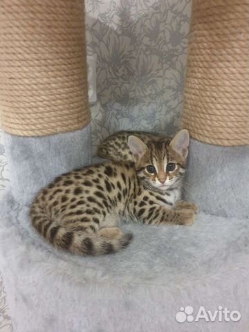 Бенгальская ф1