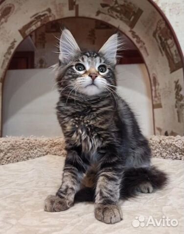 Котята Чаузи Ф4