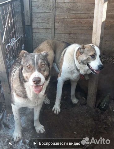 Кавказский волкодав