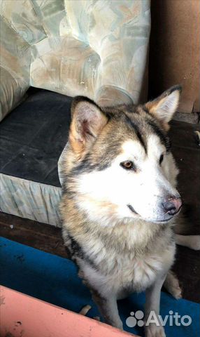 Сибирский баламут